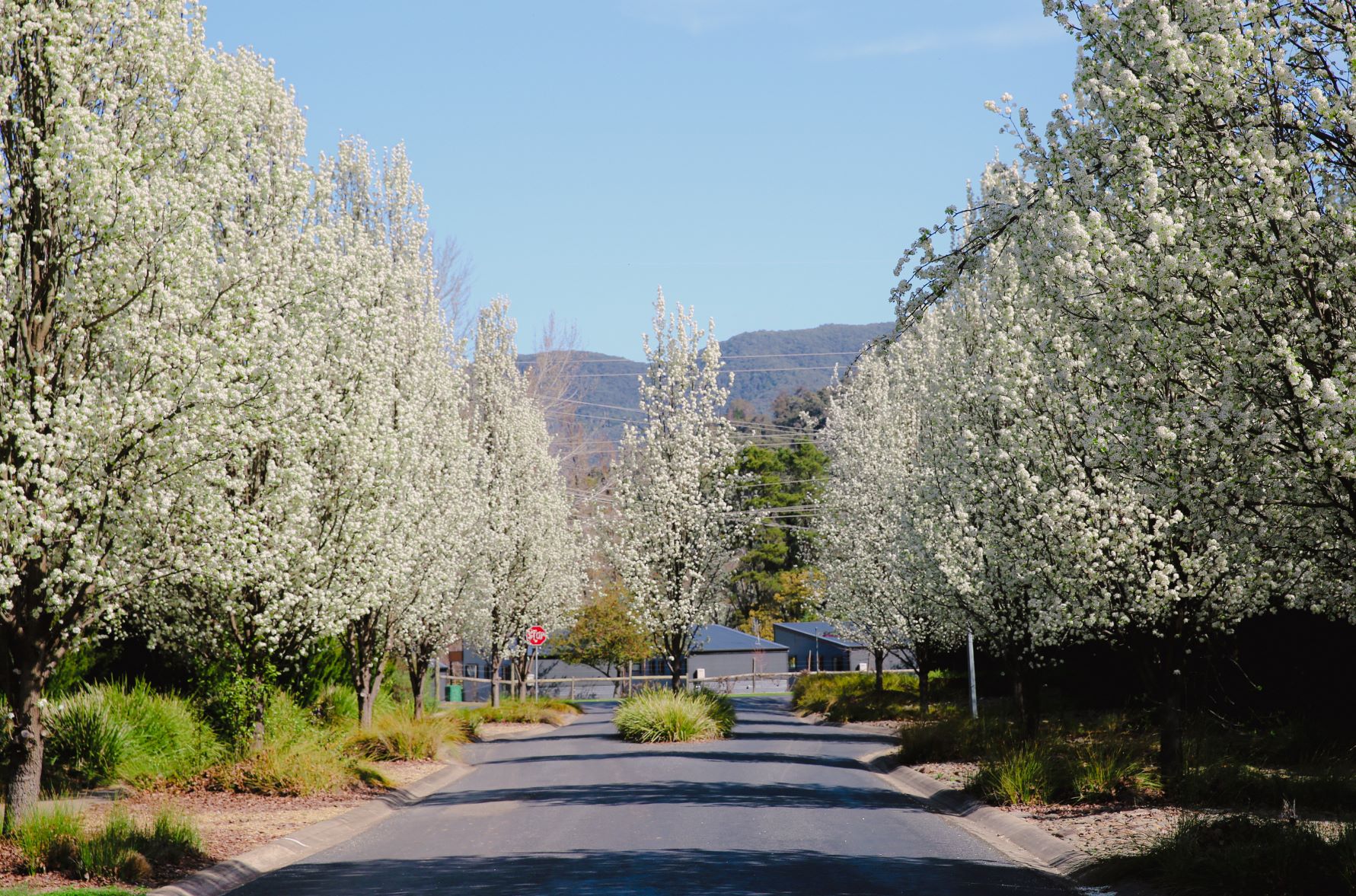 Weekend Itinerary for a Sensational Spring Getaway to Bright - Alpine ...